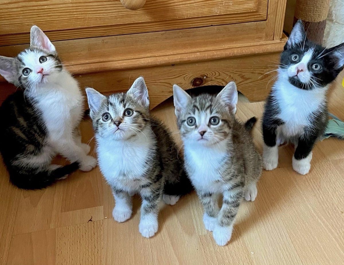 Evesham centre's plea for more fosterers to help cats find a new home ...