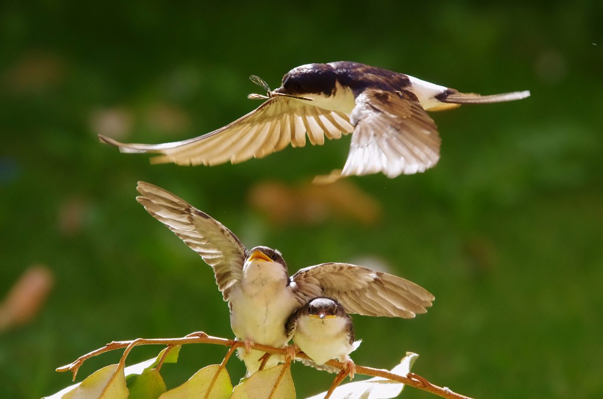 Sightings of house martins sought across Evesham and Pershore by ...