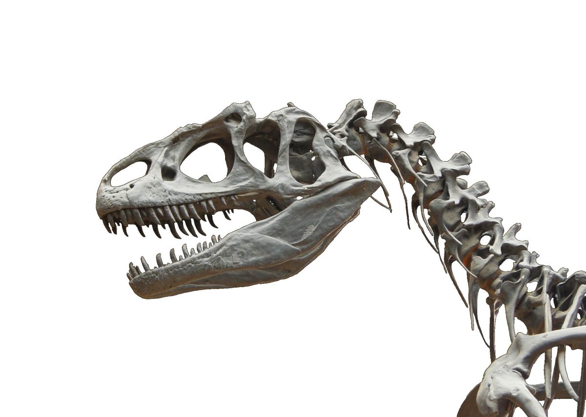 Dinosaur exhibition roars into Worcester - The Evesham Observer