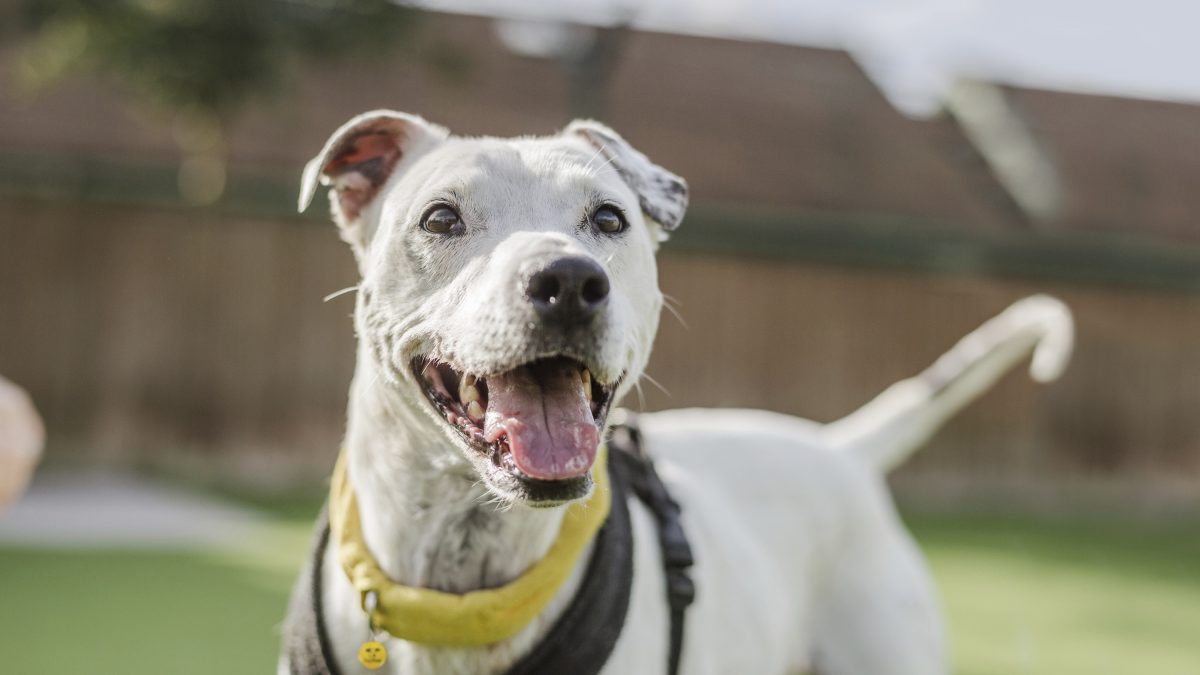 Shocking statistics prompt Evesham Dogs Trust appeal to understand pet ...