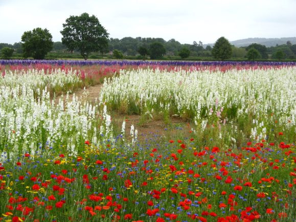 Confetti fields at Pershore celebrate 10 bloomin’ lovely years - The ...