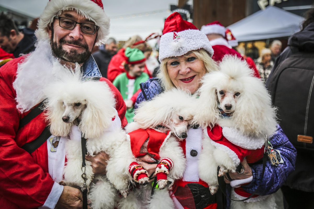 Christmas dog parade in Evesham attracts hundreds for festive fun - The ...