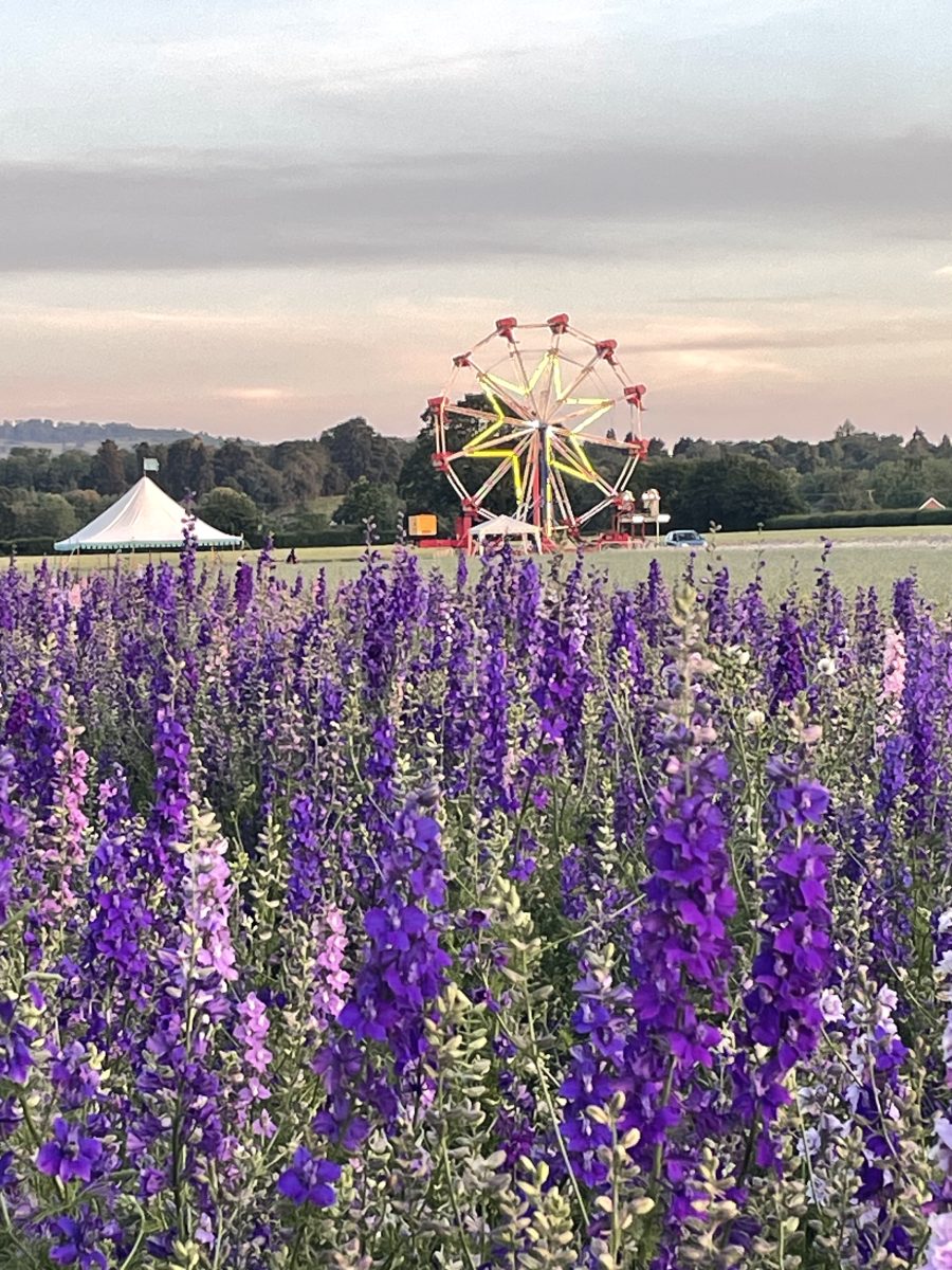 Last chance to see Pershore confetti fields as season closes - The ...