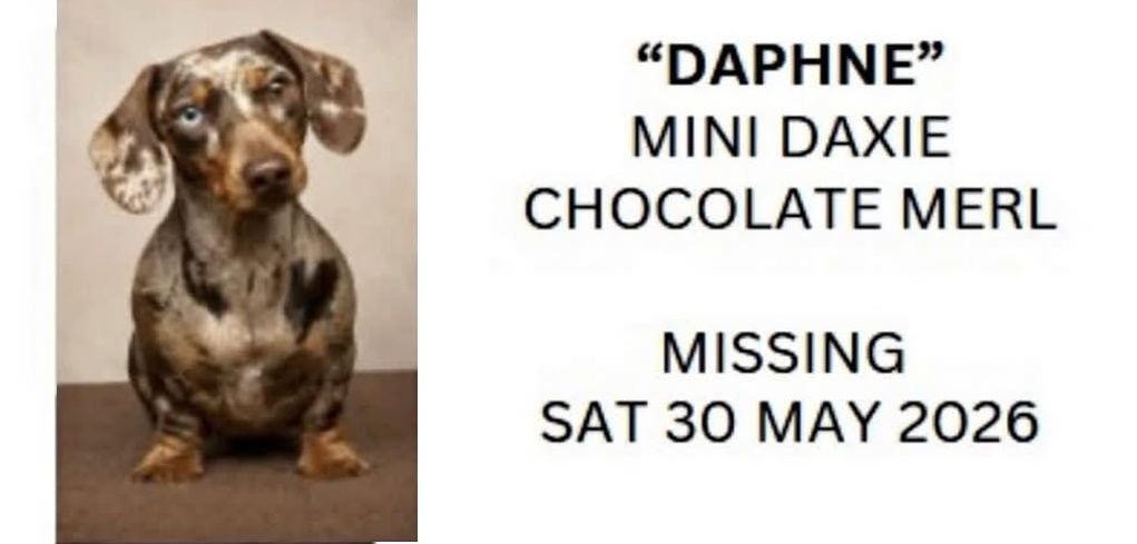 Appeal to find daschund missing from Evesham The Evesham Observer