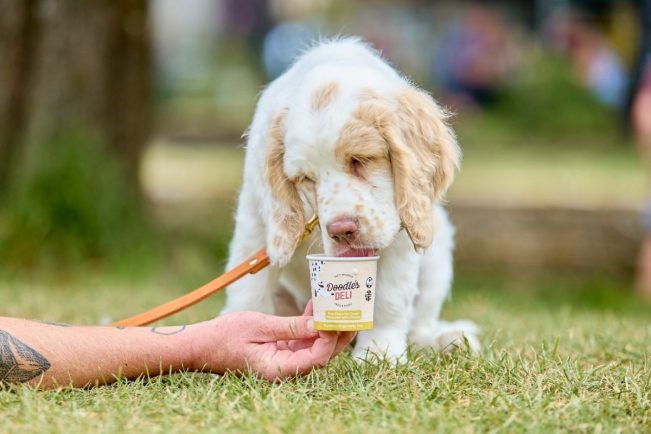 5 Tips To Keep Your Dog Cool This Summer At Just for Pets - The Evesham ...