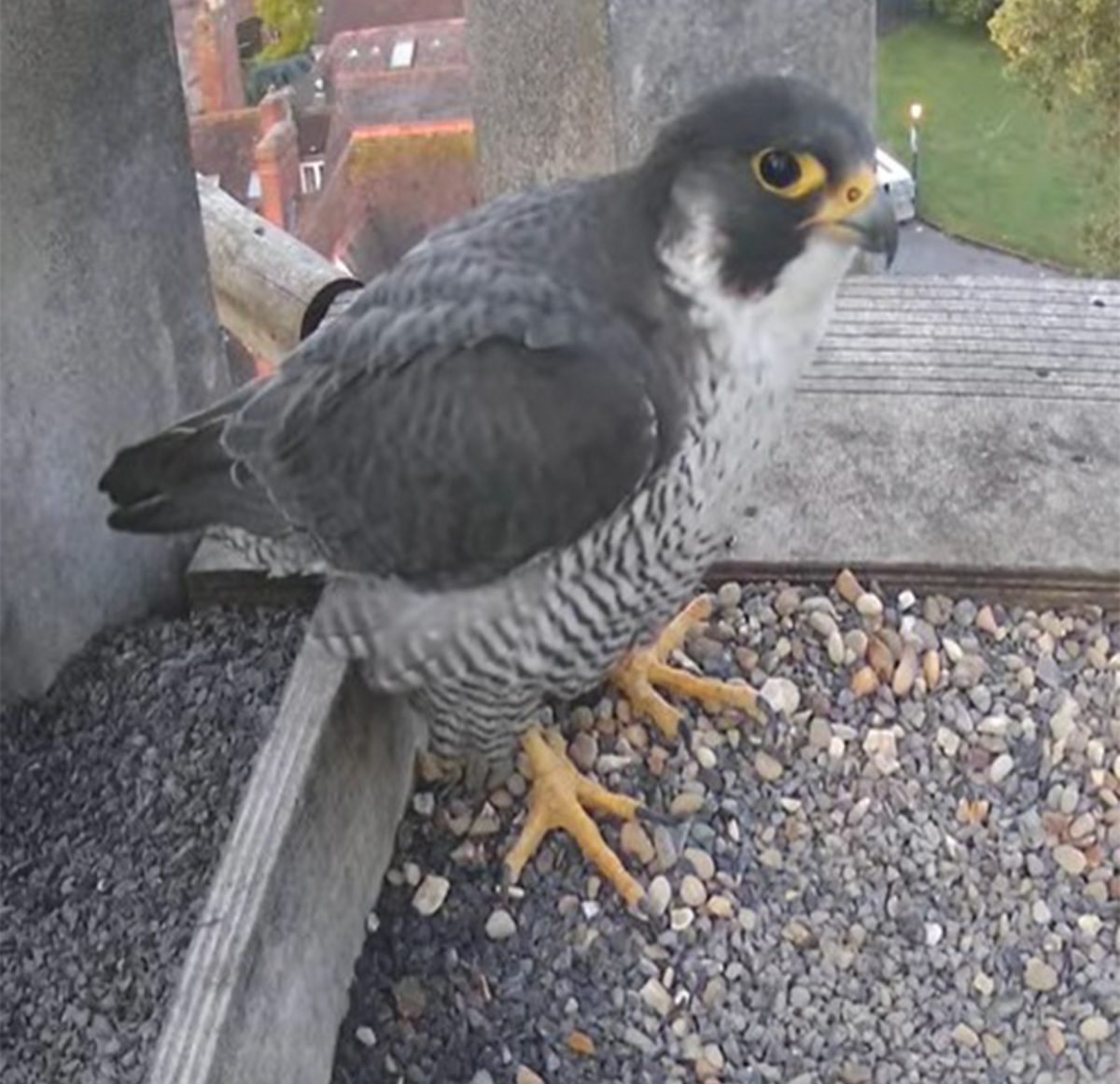 Peregrine Family Returns to Worcester Cathedral - The Evesham Observer